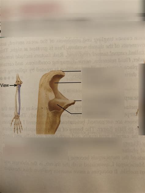 Proximal Portion Of The Ulna Lateral View Diagram Quizlet