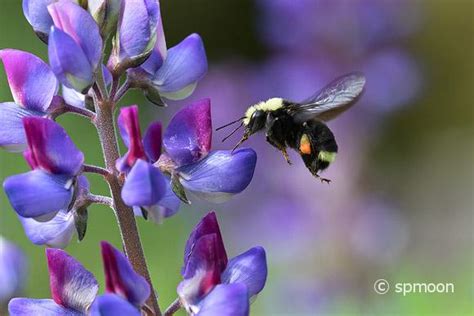 Bumblebee ふさふさ可愛いアメリカ西海岸のマルハナバチを撮影してみました Desert Moon