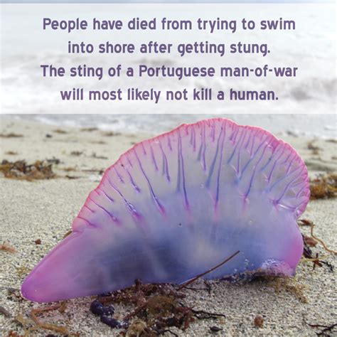 15 Facts About The Portuguese Man Of War Thatll Have You Saying “didya Know”