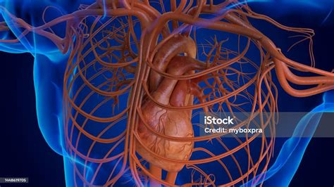 인간의 심장은 의료 개념 3d에 대한 내부 장기를 손상시켰다 3차원 형태에 대한 스톡 사진 및 기타 이미지 3차원 형태 건강관리와 의술 건강한 생활방식 Istock