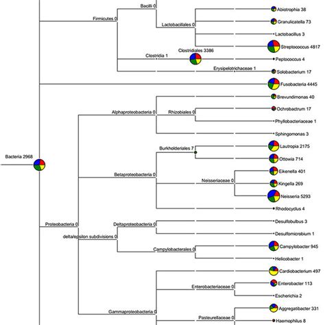 A Classification Tree Showing Bacterial Abundance By Megan The