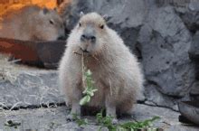 Cute Capybara S Tenor