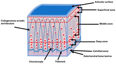 Elastic Cartilage Labeled