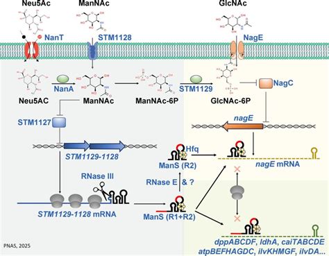 Bacterial Small Rna Promotes Gut Colonization By Regulating Sialic Acid