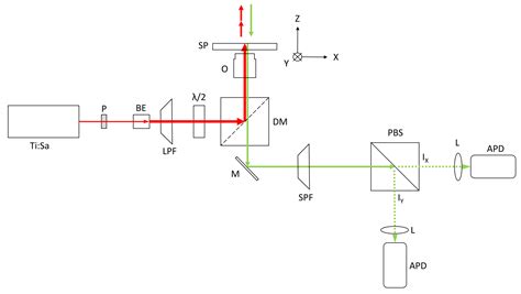 Polarization Sensitive Two Photon Microscopy For A Label Free Amyloid Structural Characterization
