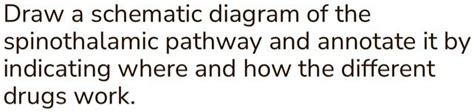 solved draw a schematic diagram of the spinothalamic pathway and