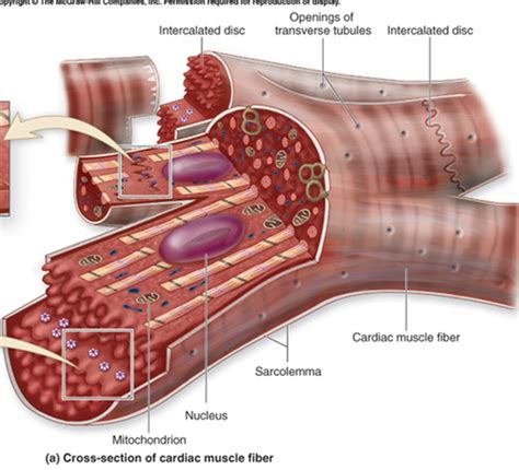 Muscle Cells Flashcards Quizlet