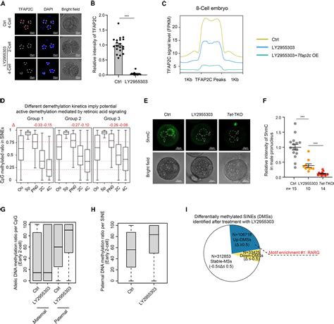Defining A Tfap2c Centered Transcription Factor Network During Murine Peri Implantation