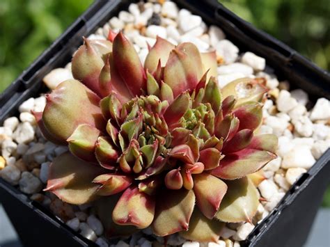 Qasimodo Mutation Sempervivum Gärtnerei