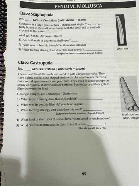 Solved Class Scaphopoda No Genus Dentalium Latin Dentis