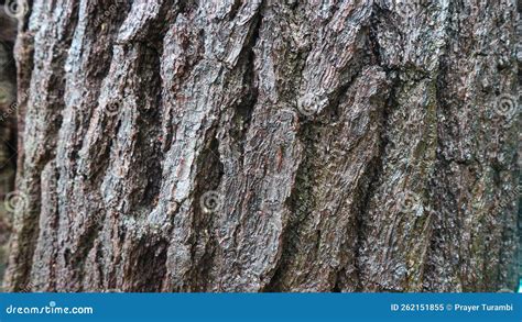 Pine Tree Bark Texture As Background Stock Image Image Of Abstract Nature 262151855