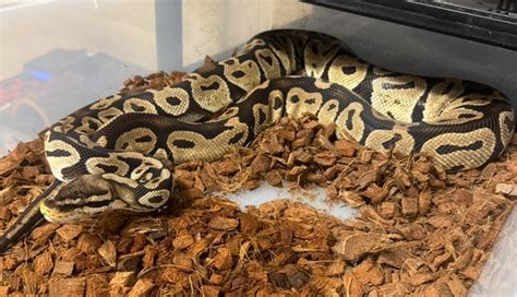 01 Normal Rtb Ball Python By Pythonic Reptiles Llc