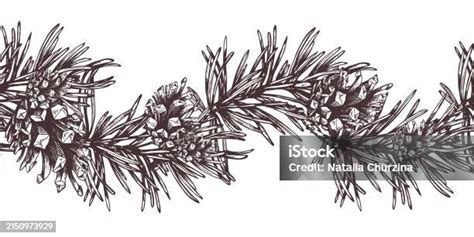 전나무 가문비 나무 원뿔이있는 소나무의 가지 그래픽 일러스트 갈색 잉크로 그린 손 라인 아트 모노크롬 원활한 테두리 패턴 숲 수확 자연 크리스마스를 주제로 한 화환 0명에
