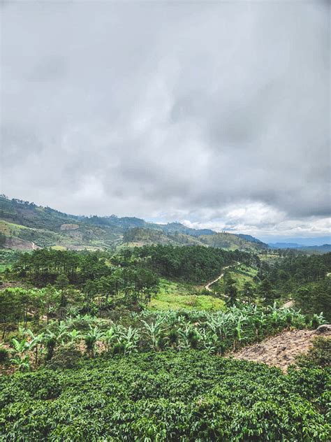 Tutule Natural From Honduras The Coffee Quest