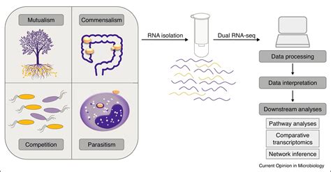 Studying Interspecies Relationships With Dual Rna Seq Rna Seq Blog