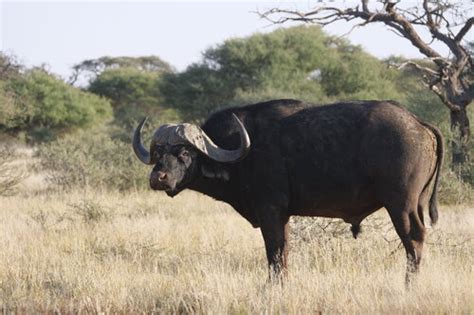 Bullet Sectional Density Matters — Ron Spomer Outdoors