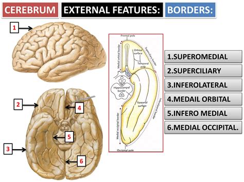 Cerebrum And Sulcus And Gyri And Their Functional Areas Pdf