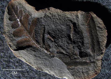 Unusual Flora Nodules Fossil Id The Fossil Forum