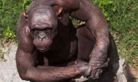 Hairless Chimpanzees
