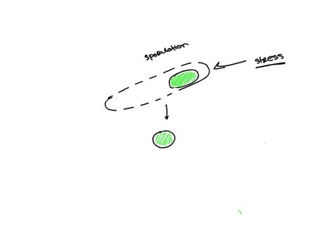 Solved Question 8 Which Of The Following Bacterial Species Can Produce Endospores When