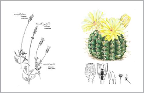 Projects Page Emma Illustrations