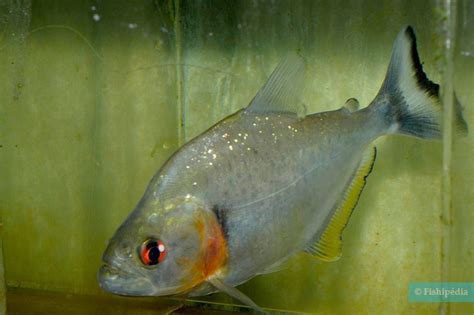 Serrasalmus Rhombeus • Fish Sheet