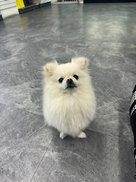 포메라니안솜이 강아지책임분양 컴투펫케어센터