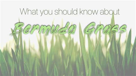 Growing Bermudagrass