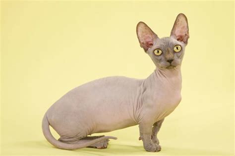 Top 10 Ugliest Cat Breeds Factspedia
