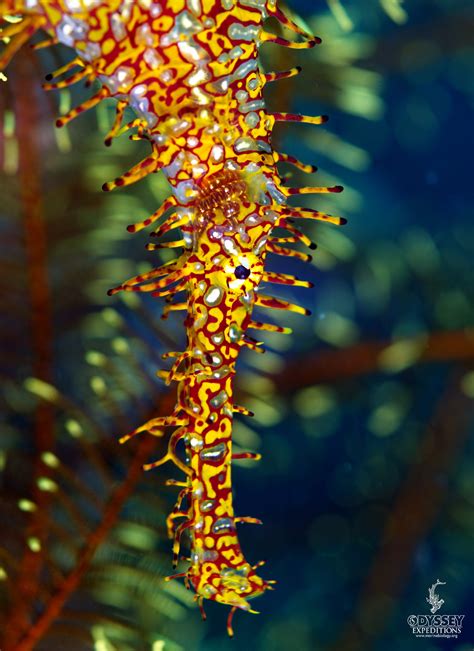 Ornate Ghost Pipefish Marine Biology Learning Center