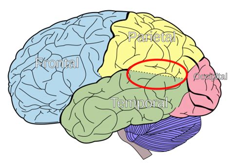 Out Of Body Experiences Neuroscience Or The Paranormal