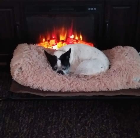 Nebtr Lucy And Pebbles Virtual Foster Page