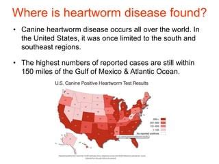 Heartworm Awareness Month Ppt