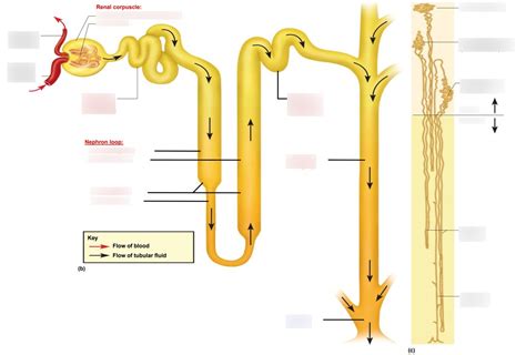 Urinary System 2 Diagram Quizlet