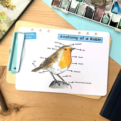 Robin Anatomy Diagram Educational Birds Species Printable Etsy Uk