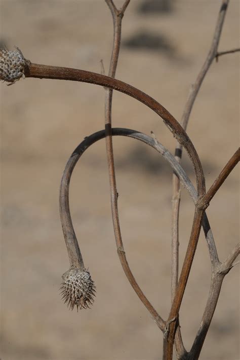 Anthemis Pseudocotula Boiss Plants Of The World Online Kew Science