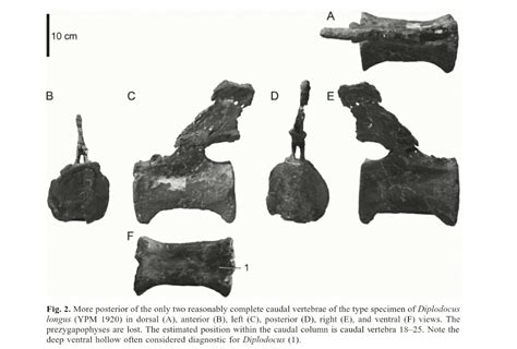 New Pictures For Large Bone Fossil Fossil ID The Fossil Forum New Pictures For Large Bone Fossil Fossil ID The Fossil Forum