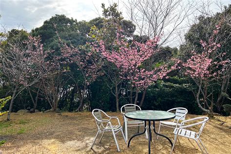桜の開花 星海幽月 夢遊華