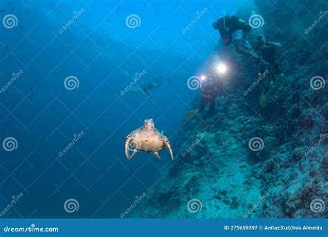A Scuba Diving Trip In Maldives Stock Image Image Of Fish Person