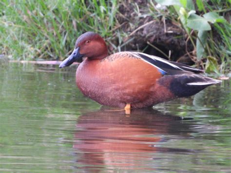 Cinnamon Teal Project Nature