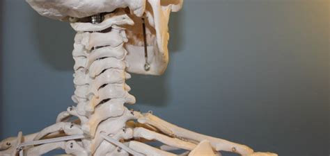 كم عدد العظام الموجودة في جسم الإنسان؟ فنجان