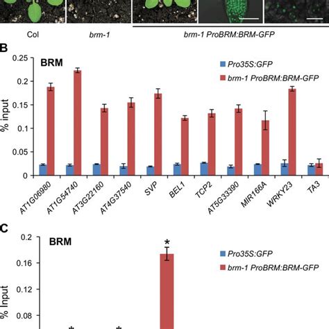 Physical Occupancy Of BRM At Selected Genes A ProBRM BRM GFP Could Download Scientific