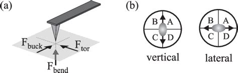 Figure 1 From Cross Talk Correction In Atomic Force Microscopy