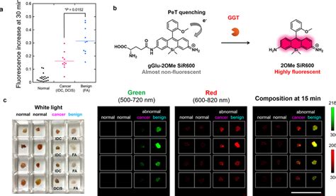 Application Of Fluorescent Probes For The Optical Discrimination Of