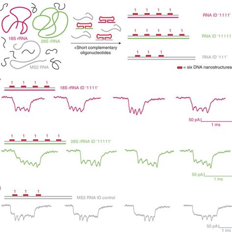 One Pot Reaction For Multiplexed Amplification Free Identification Of Download Scientific