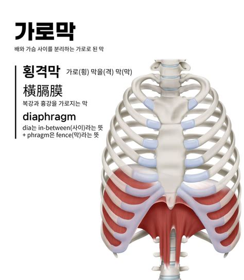 의학그림 메디컬 일러스트 Callidesign On Instagram 캘리일러스트와 함께 근육공부 횡격막 가로막