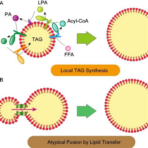Two Major Mechanisms Of LD Growth A Many Enzymes Are Localized To LD Download Scientific