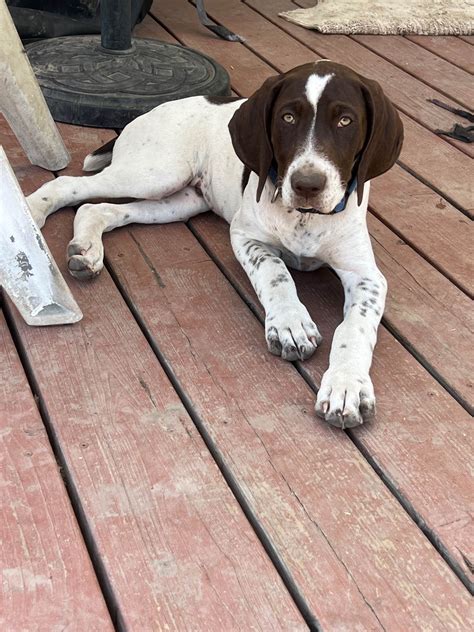 Stephanie Huston German Shorthaired Pointer Puppies For Sale In Santa Rosa Ca Born On 04 16