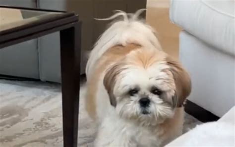 Sassy Shih Tzu Totally 'Judging' Owner for Lying Down on Couch - Newsweek