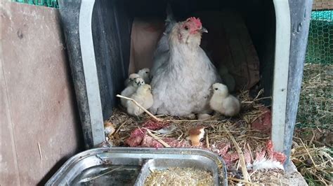 어미닭과 병아리 삐약이들의 부화첫날 Youtube